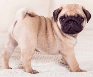 Miniature Pug- Price, Features, Grooming